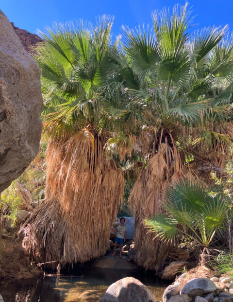 San Diego County Native Plants by James Lightner: a book review - Greg ...