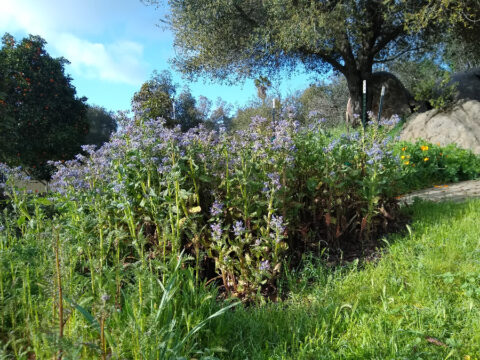 Dead spots in a yard - Greg Alder's Yard Posts: Southern California ...