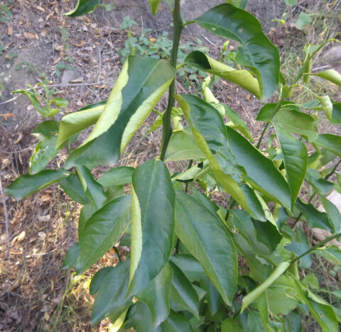 Watering citrus trees in Southern California - Greg Alder's Yard Posts ...