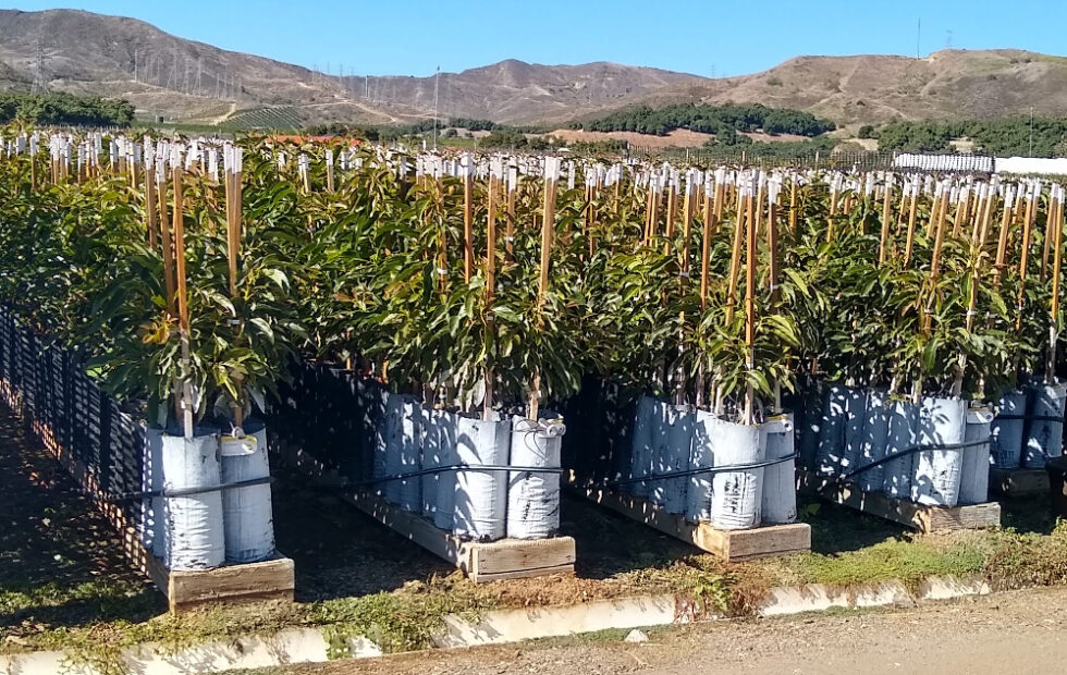 Growing avocado trees in containers - Greg Alder's Yard Posts: Southern ...