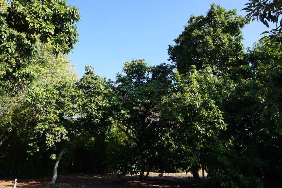 Among the Oldest Avocado Trees in California, at The Huntington - Greg ...