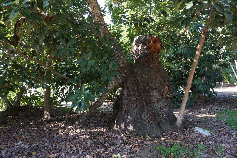 Among the Oldest Avocado Trees in California, at The Huntington - Greg ...