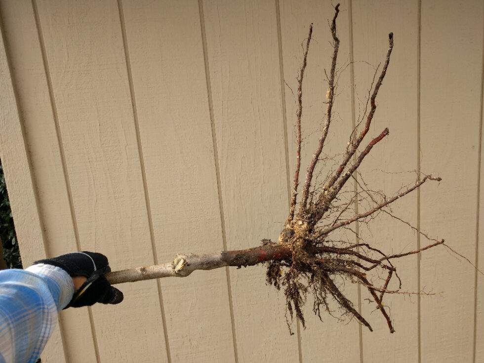 Citation rootstock for stone fruit trees: avoid? - Greg Alder's Yard ...