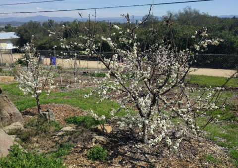 Citation rootstock for stone fruit trees: avoid? - Greg Alder's Yard ...