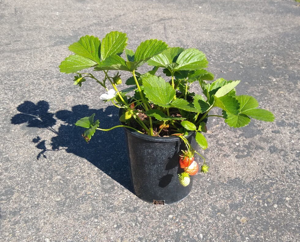 Growing strawberries in containers - Greg Alder's Yard Posts: Southern ...