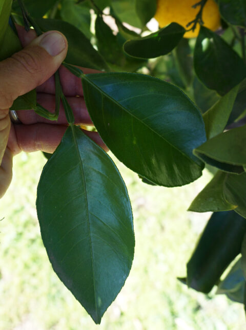 Cocktail grapefruit tree: a profile - Greg Alder's Yard Posts: Southern ...