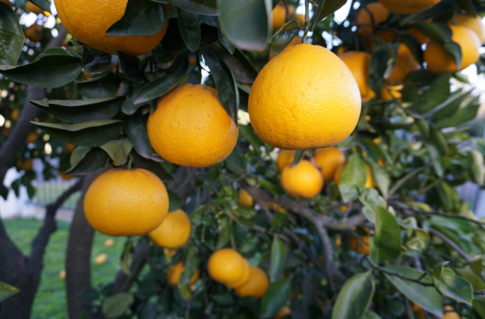 Cocktail grapefruit tree: a profile - Greg Alder's Yard Posts: Southern ...