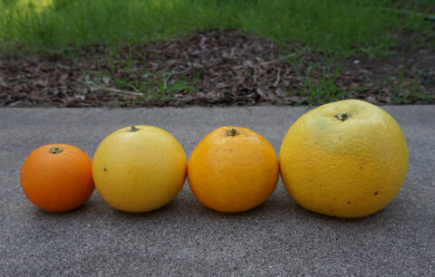 Cocktail grapefruit tree: a profile - Greg Alder's Yard Posts: Southern ...