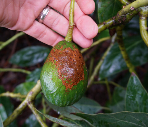 Avocados have brown skin? Here's why - Greg Alder's Yard Posts ...