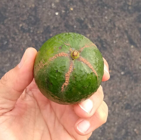 Avocados have brown skin? Here's why - Greg Alder's Yard Posts ...