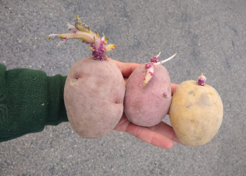 Growing potatoes in Southern California - Greg Alder's Yard Posts ...