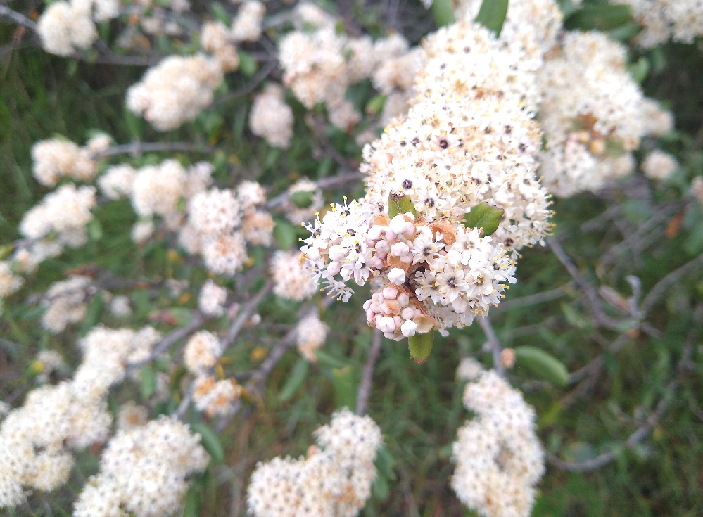 The elusive, white-flowered Ceanothus crassifolius - Greg Alder's Yard ...