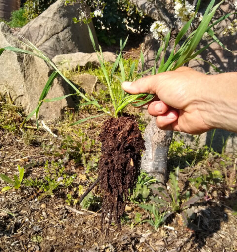 What is good about weeds - Greg Alder's Yard Posts: Southern California ...