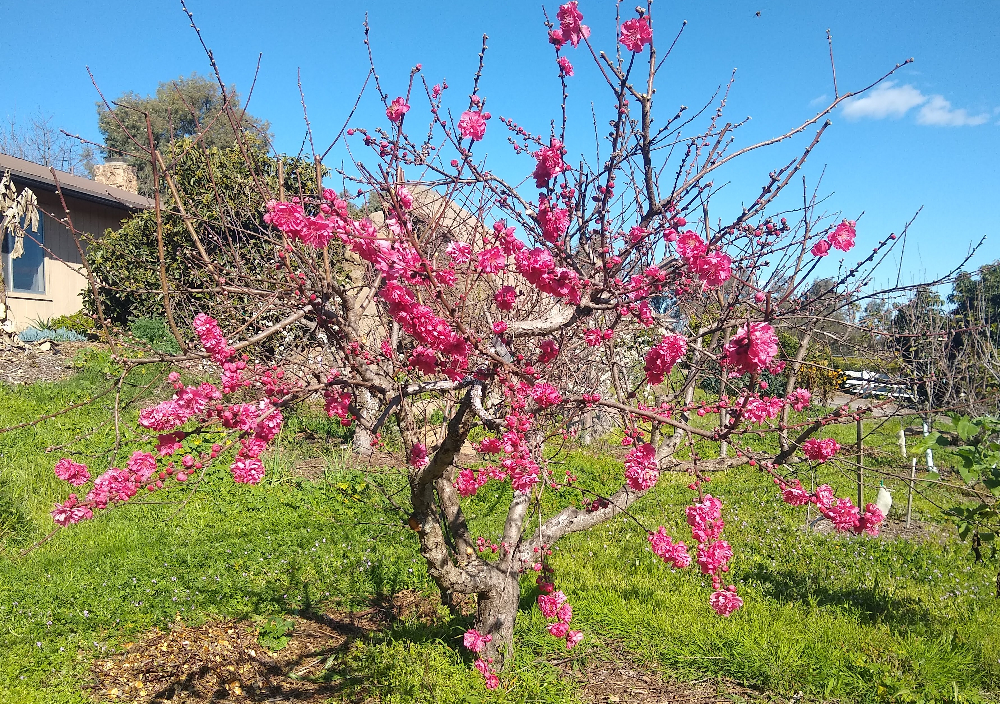 Hummingbird on Red Baron peach flowers - Greg Alder's Yard Posts ...