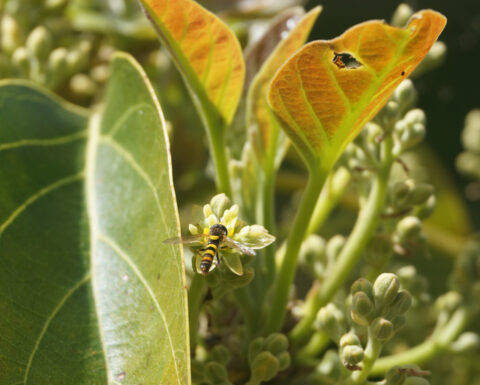 Who pollinates avocado flowers? - Greg Alder's Yard Posts: Southern ...