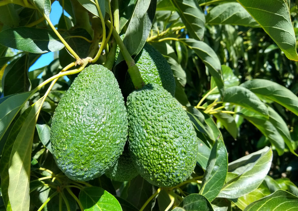 Carmen avocado tree: a profile - Greg Alder's Yard Posts: Southern ...