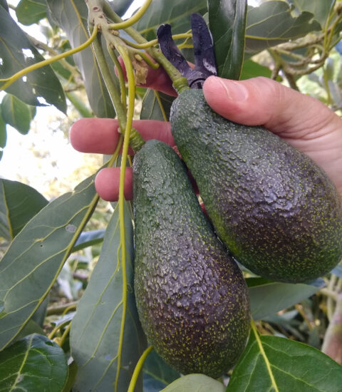Carmen avocado tree: a profile - Greg Alder's Yard Posts: Southern ...