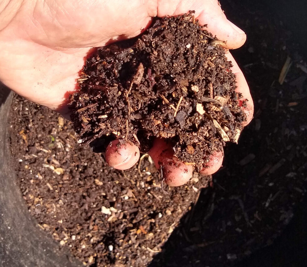 Why a chicken coop and run should have a floor of wood chips - Greg ...