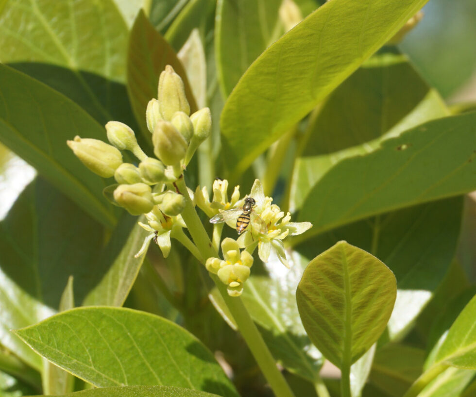 Who pollinates avocado flowers? - Greg Alder's Yard Posts: Southern ...