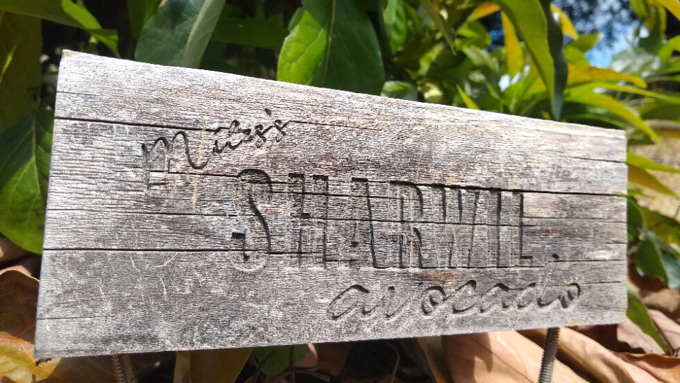 Avocados Archives - Greg Alder's Yard Posts: Southern California food ...