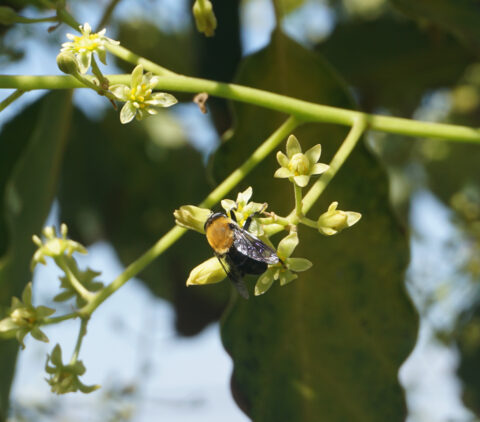 Who pollinates avocado flowers? - Greg Alder's Yard Posts: Southern ...