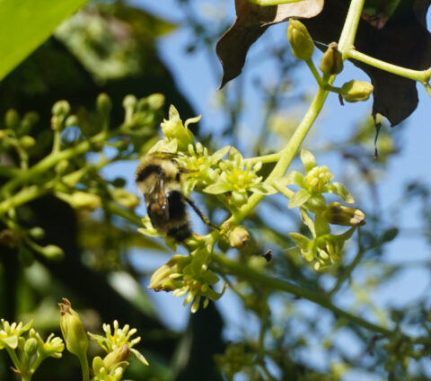 Who pollinates avocado flowers? - Greg Alder's Yard Posts: Southern ...