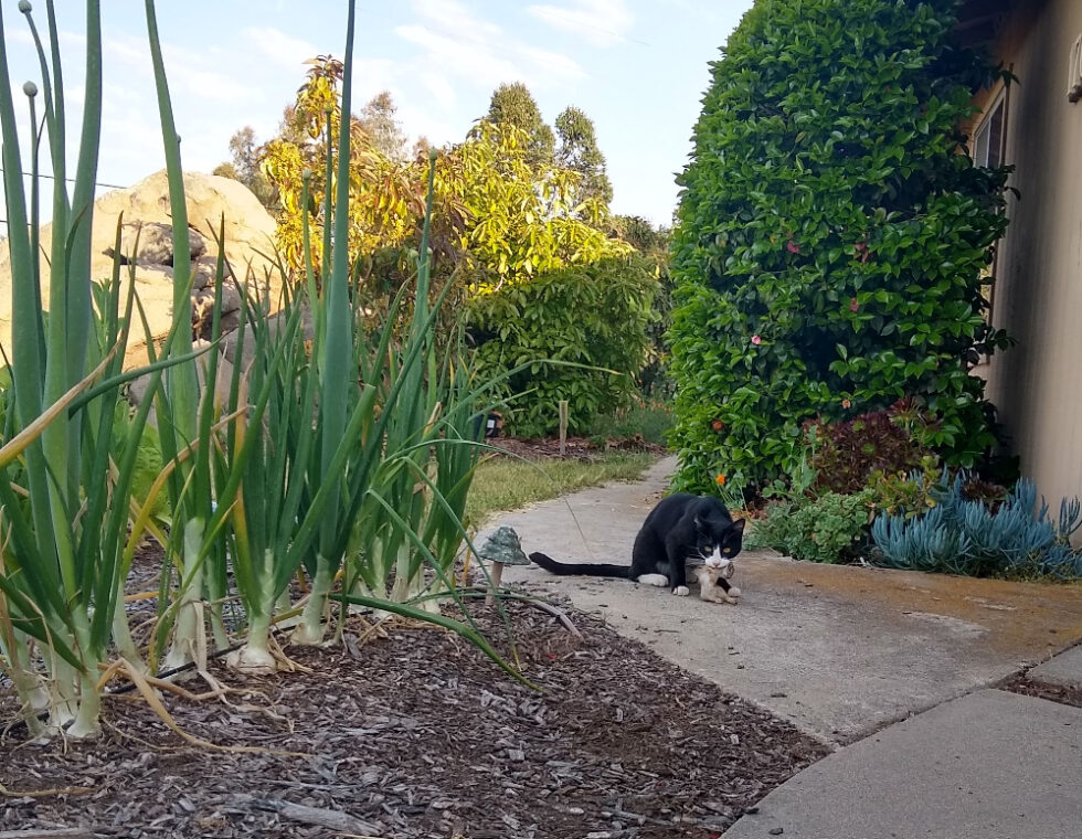 Cats: garden defenders - Greg Alder's Yard Posts: Southern California ...