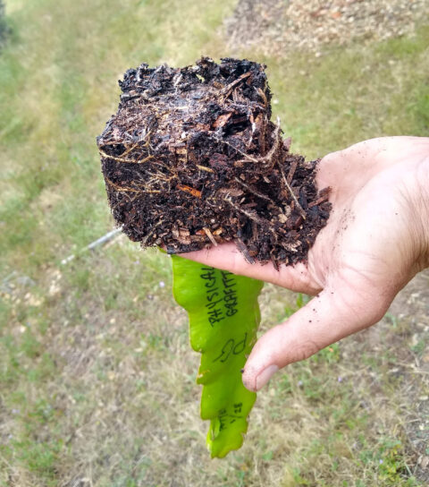 Growing dragon fruit in Southern California - Greg Alder's Yard Posts ...
