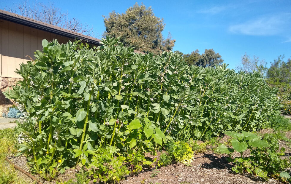 Growing fava beans in Southern California - Greg Alder's Yard Posts ...