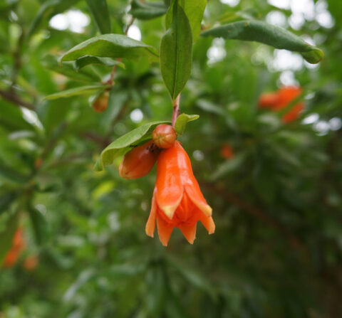 Pomegranate flowers - Greg Alder's Yard Posts: Southern California food ...