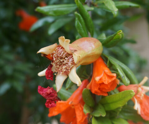 Pomegranate flowers - Greg Alder's Yard Posts: Southern California food ...