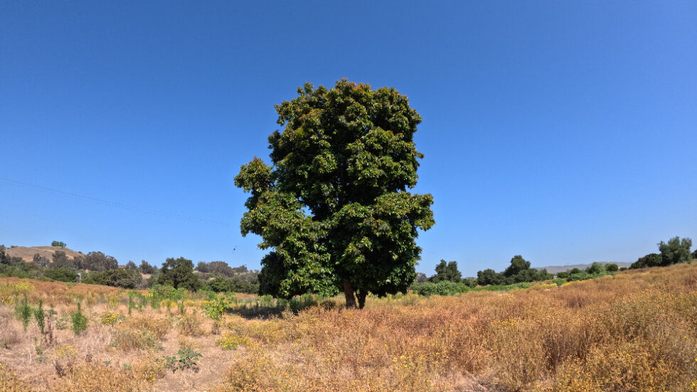Feral avocado tree in San Juan Capistrano - Greg Alder's Yard Posts ...
