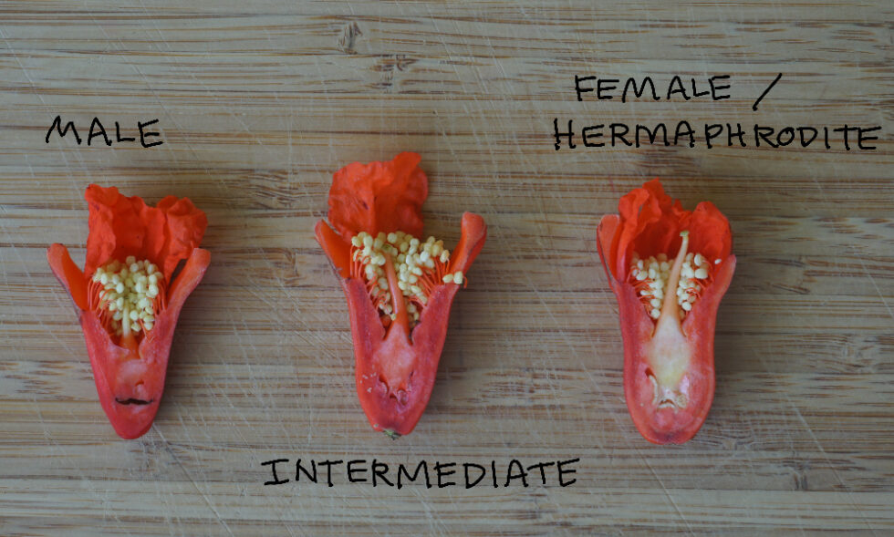 Pomegranate flowers - Greg Alder's Yard Posts: Southern California food ...