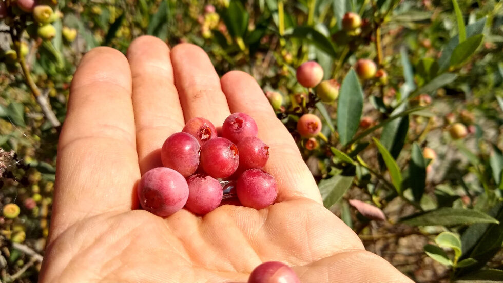 Pink Lemonade blueberry bush: a profile - Greg Alder's Yard Posts ...