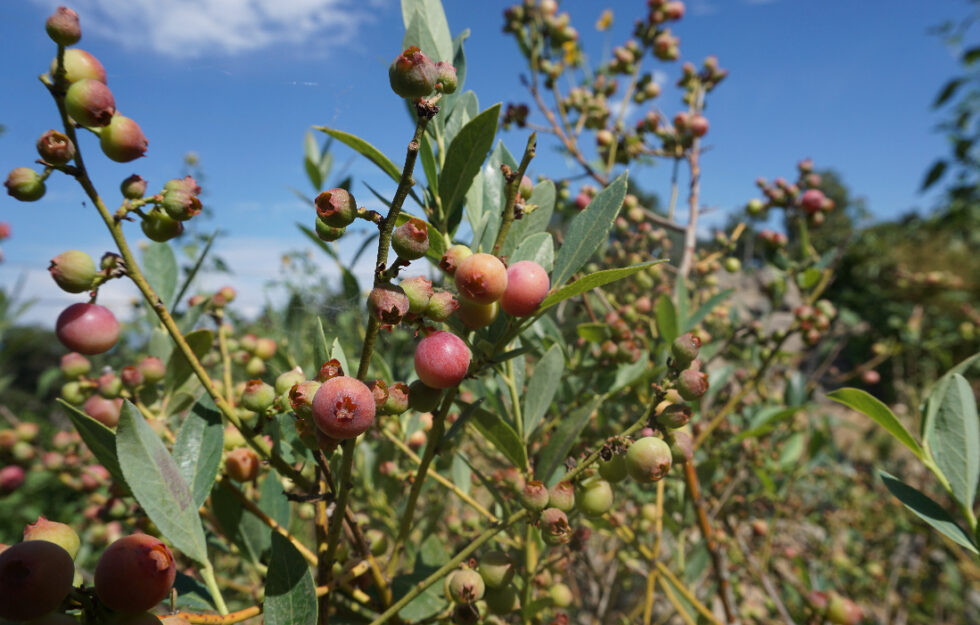 Pink Lemonade blueberry bush: a profile - Greg Alder's Yard Posts ...