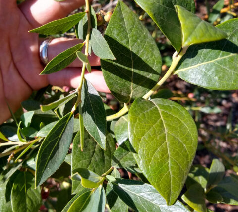 Pink Lemonade blueberry bush: a profile - Greg Alder's Yard Posts ...