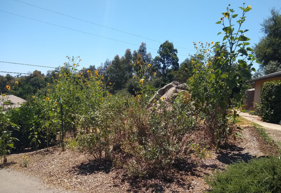 Pink Lemonade blueberry bush: a profile - Greg Alder's Yard Posts ...