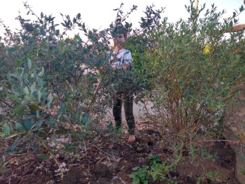 Pink Lemonade blueberry bush: a profile - Greg Alder's Yard Posts ...