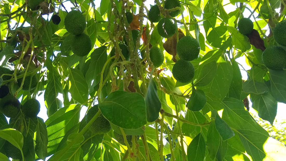Avocado trees as "efficient factories," with Mary Lu Arpaia - Greg ...