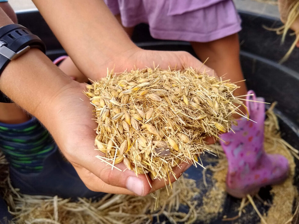 Growing wheat in Southern California - Greg Alder's Yard Posts ...