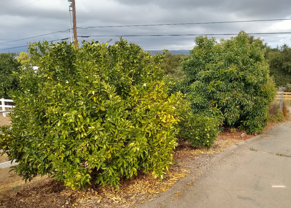 Using swimming pool water on vegetables and fruit trees - Greg Alder's ...