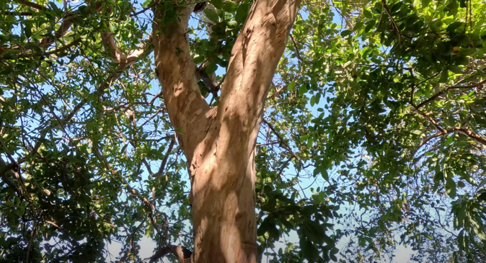 Old guava trees in Southern California - Greg Alder's Yard Posts ...