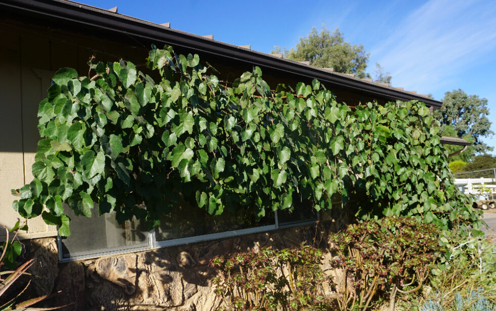 The wild grape of Southern California - Greg Alder's Yard Posts ...