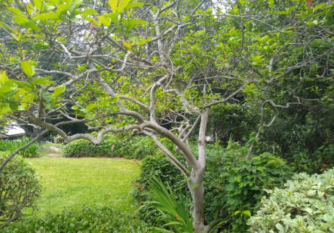 Old guava trees in Southern California - Greg Alder's Yard Posts ...