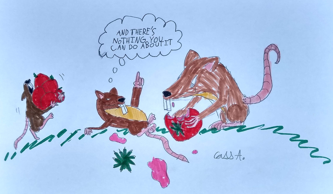 Rats! Protecting your garden fruits and vegetables - Greg Alder's Yard ...