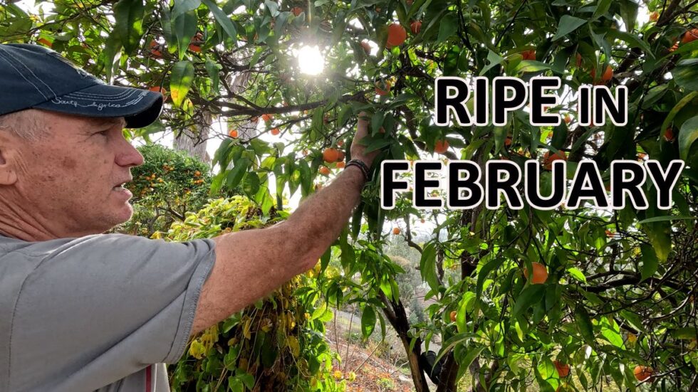 February in Jacques' food garden - Greg Alder's Yard Posts: Southern ...