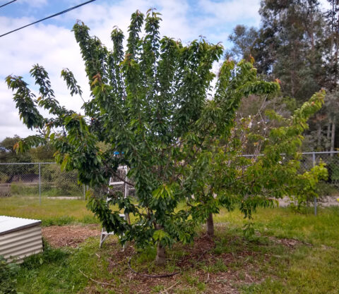 Drip irrigation versus micro-sprinklers for fruit trees - Greg Alder's ...