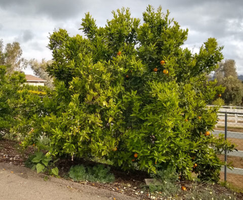 Drip irrigation versus micro-sprinklers for fruit trees - Greg Alder's ...