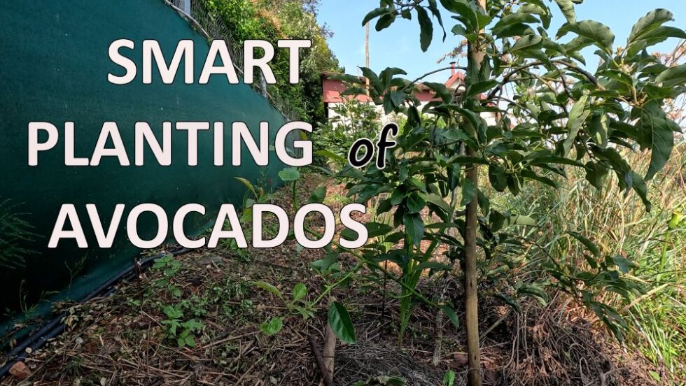 Smart planting of avocado trees where soil is heavy and rainfall is ...