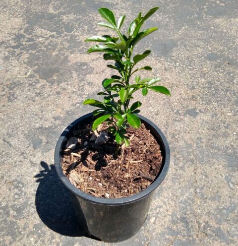 How I compost, today - Greg Alder's Yard Posts: Southern California ...